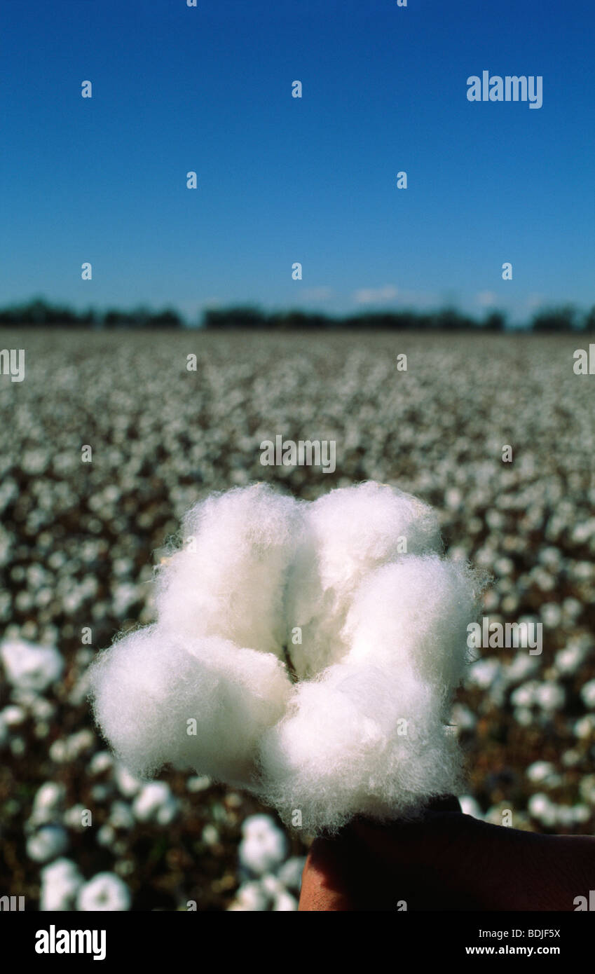 Cotton plant close up hi-res stock photography and images - Alamy