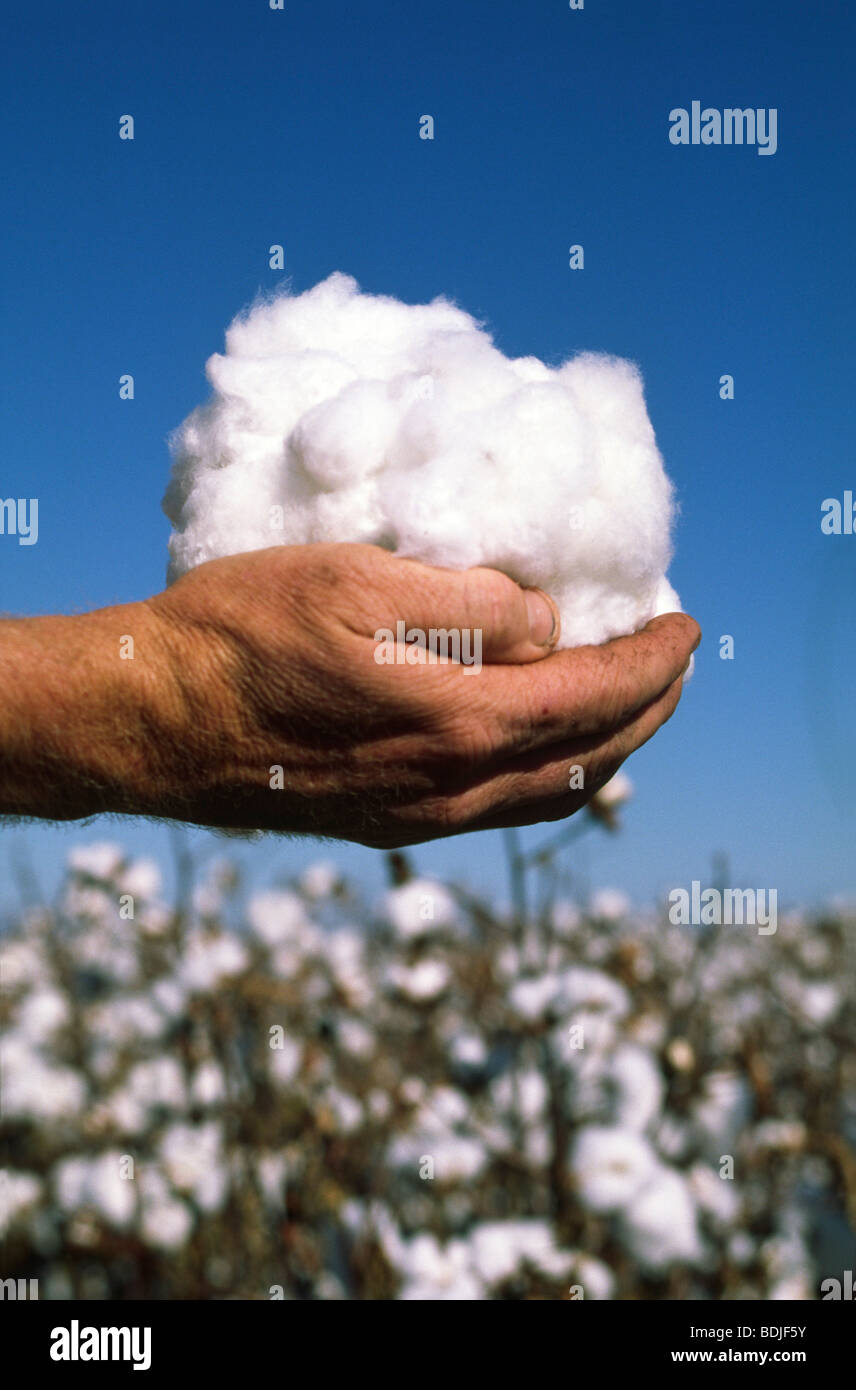 Cotton Crop, Hands Holding Cotton, Close-up, Australia Stock Photo - Alamy