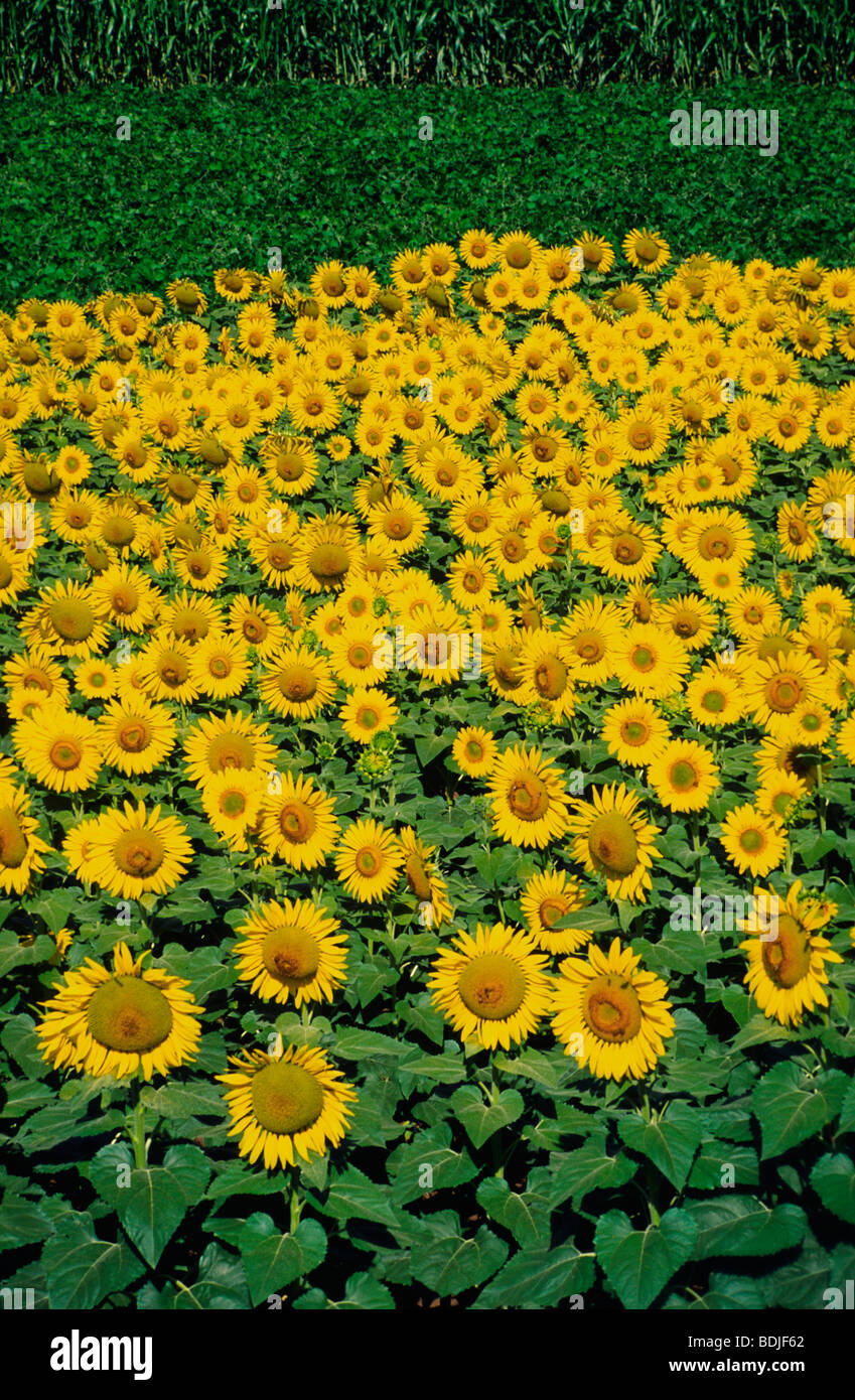 Sunflower farm australia hi-res stock photography and images - Alamy
