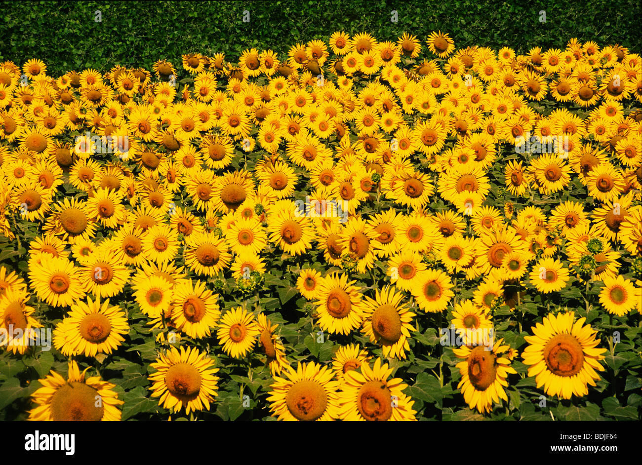 Sunflower Crop, Australia Stock Photo - Alamy