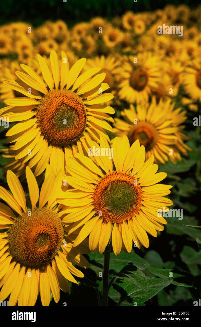 Sunflower Crop, Close-up of Sunflower Plant, Australia Stock Photo - Alamy