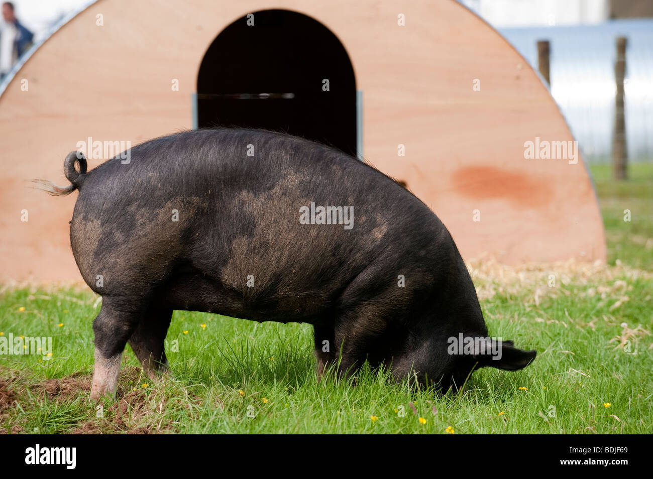 Pig hut hi-res stock photography and images - Alamy