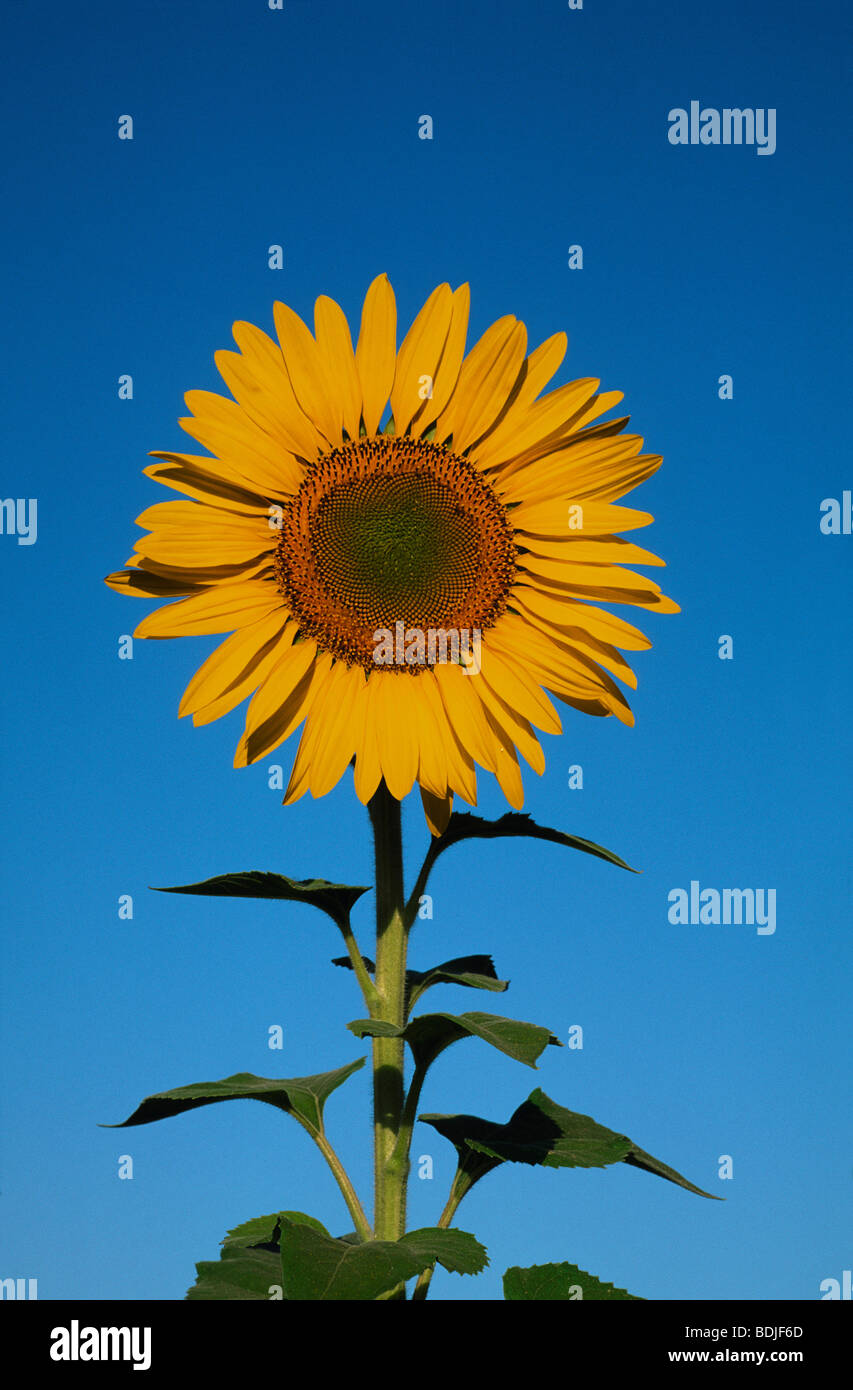 Sunflower farm australia hi-res stock photography and images - Alamy