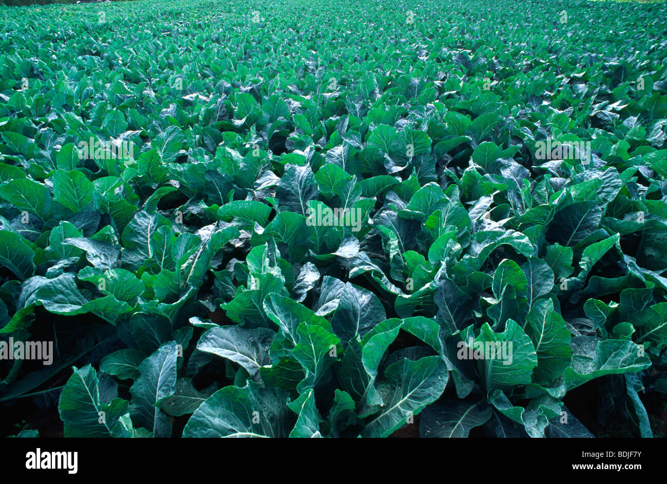 Field of Cabbages Stock Photo - Alamy