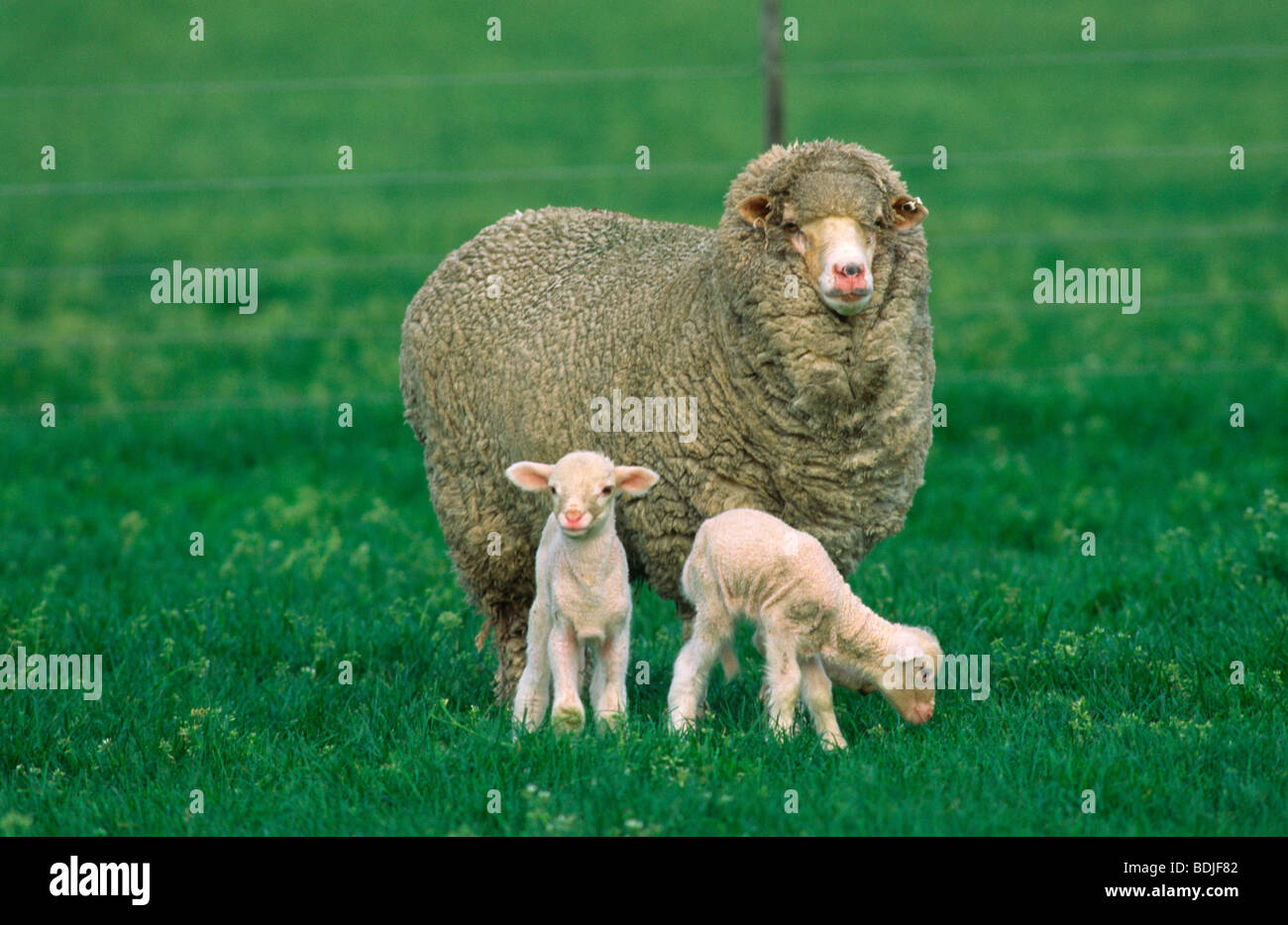 Three lambs standing pasture hi-res stock photography and images - Alamy