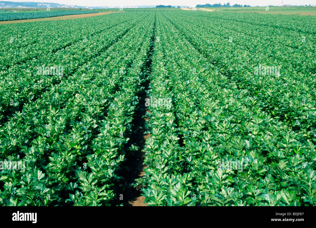 Celery crop field hi-res stock photography and images - Alamy