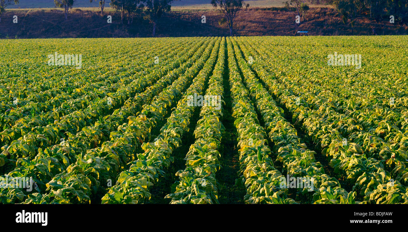 Tobacco hi-res stock photography and images - Alamy