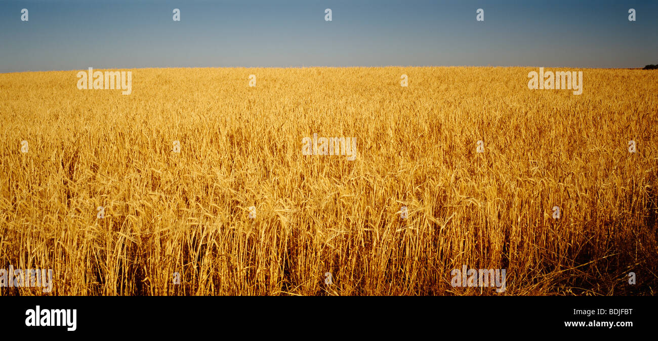 Barley Crop Ready for Harvest Stock Photo - Alamy