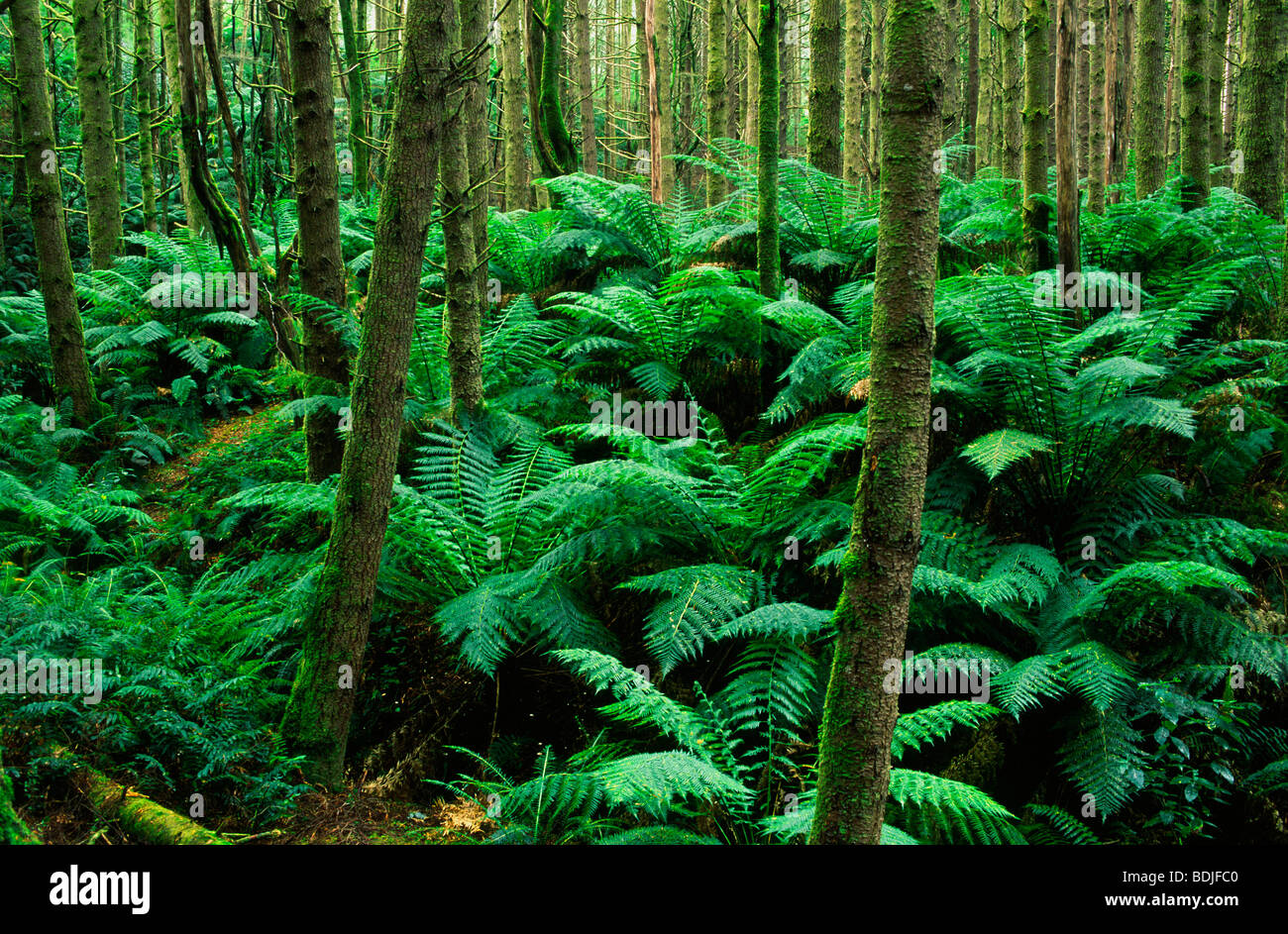 Cool Temperate Rainforest High Resolution Stock Photography and Images ...