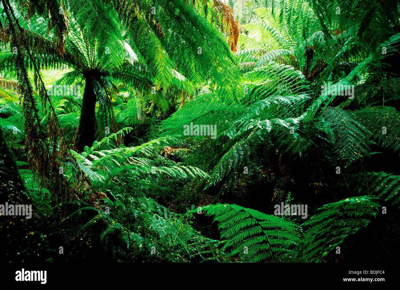 Cool Temperate Rainforest High Resolution Stock Photography and Images ...