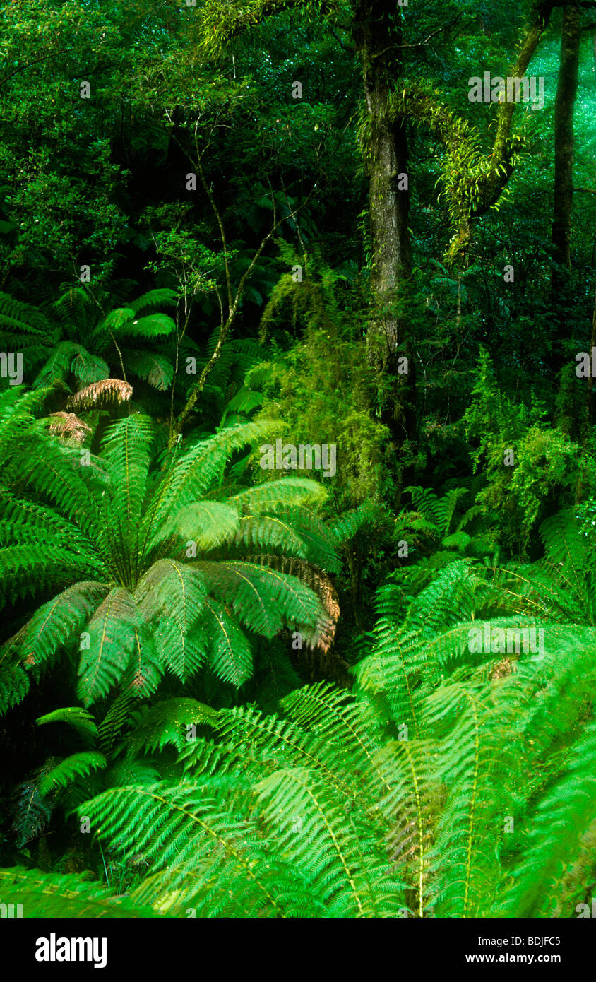 Temperate rainforest hi-res stock photography and images - Alamy