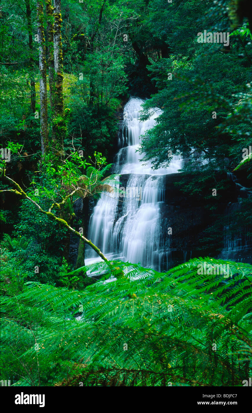 Triplett Falls, Cool Temperate Rainforest, Otway National Park, Vic ...