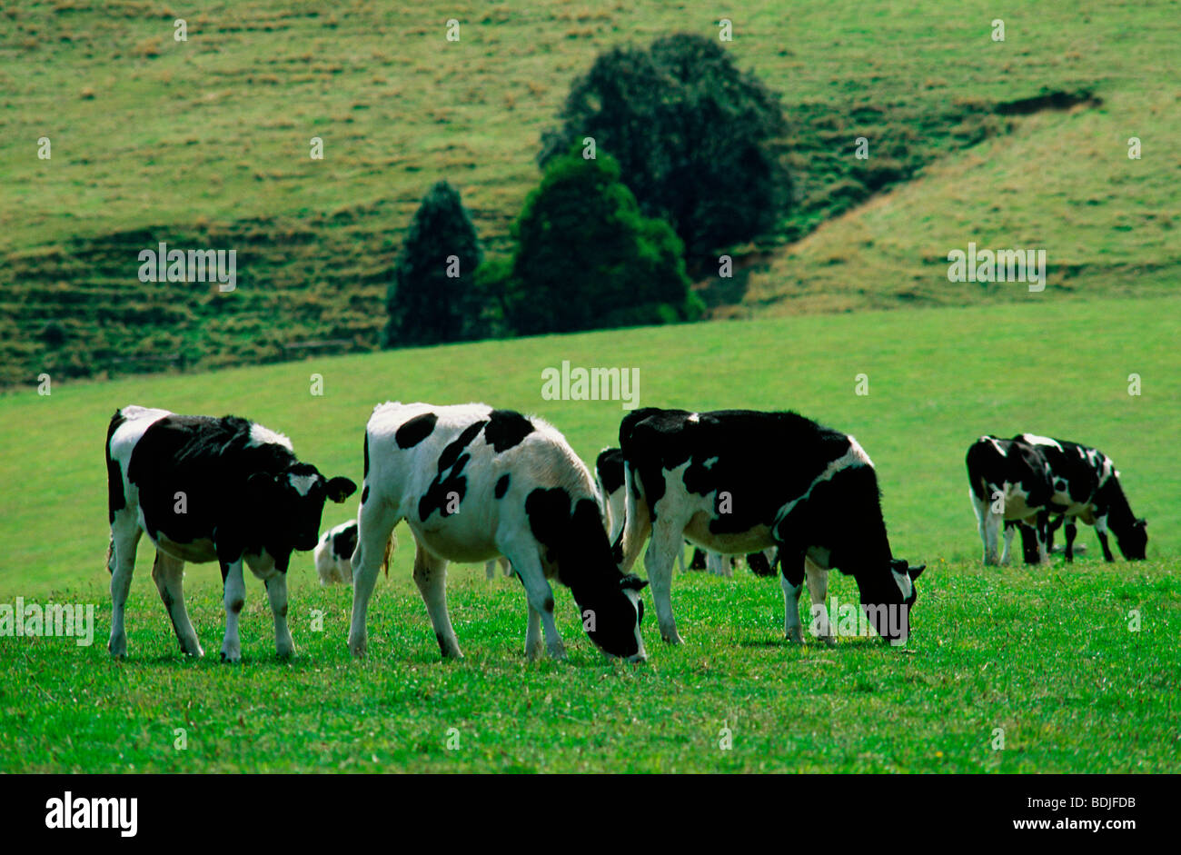 Dairy Cattle Grazing in Green Field Stock Photo - Alamy