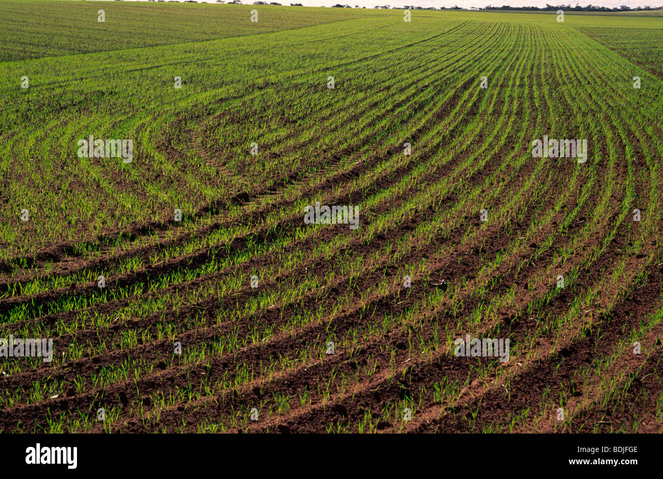 Wheat Crop Sprouting Stock Photo - Alamy