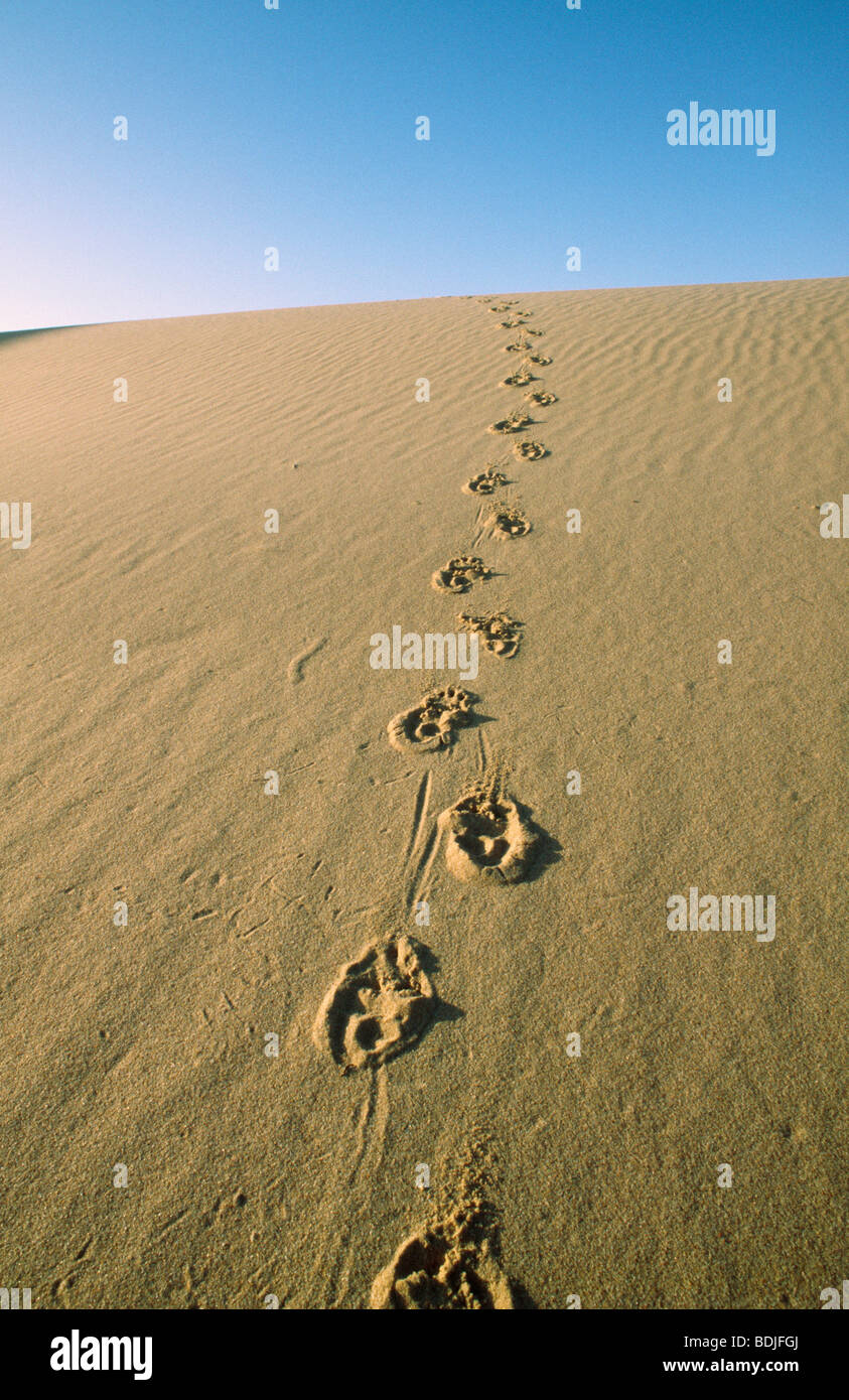 Footsteps on Sand Dune, Desert Stock Photo - Alamy