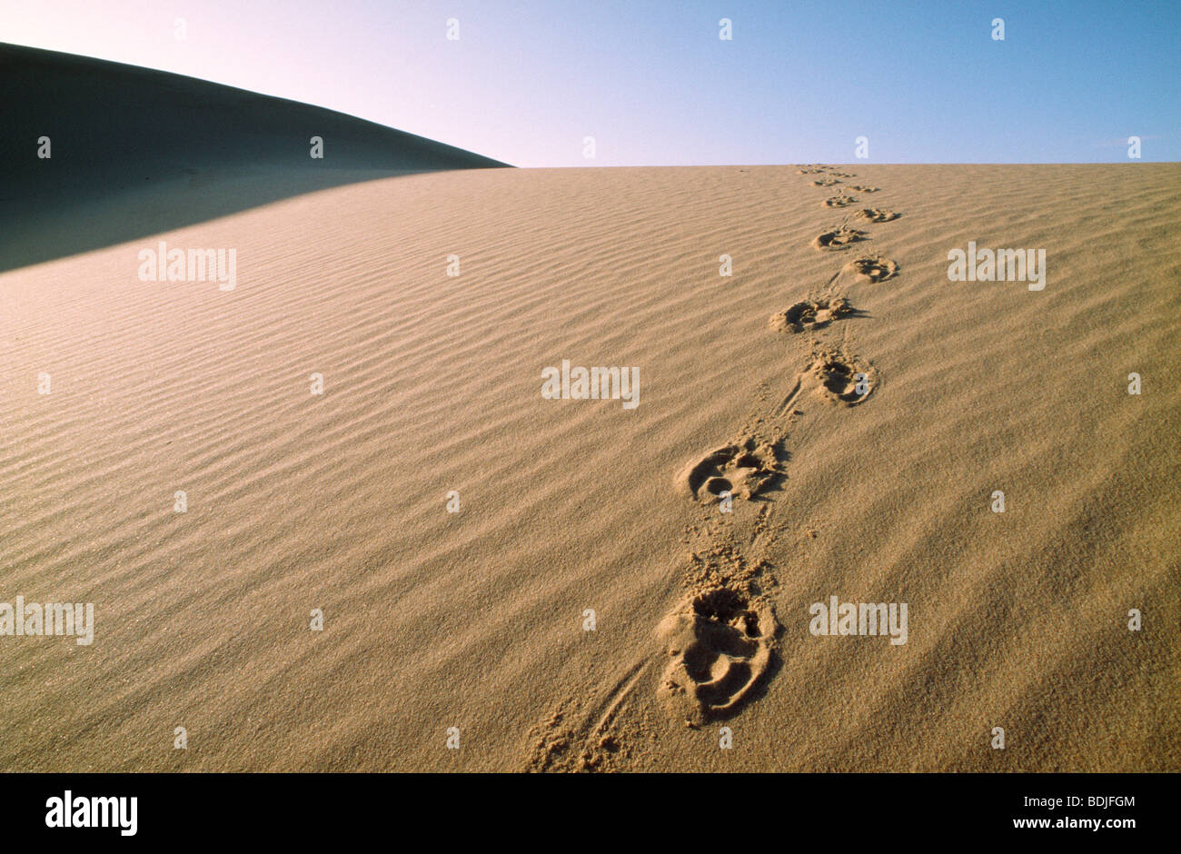Footsteps on Sand Dune, Desert Stock Photo - Alamy