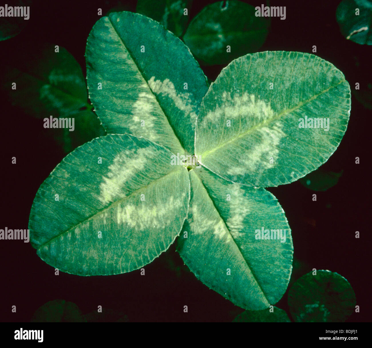 Four Leaf Clover Stock Photo - Alamy