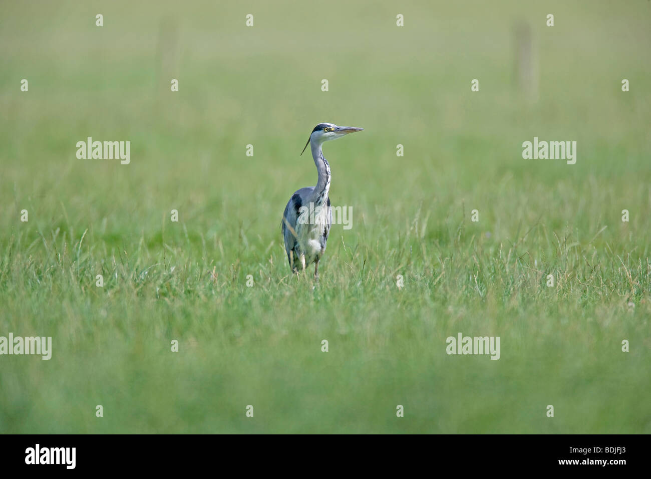 Heron ardea cinerea ardeidae hi-res stock photography and images - Alamy