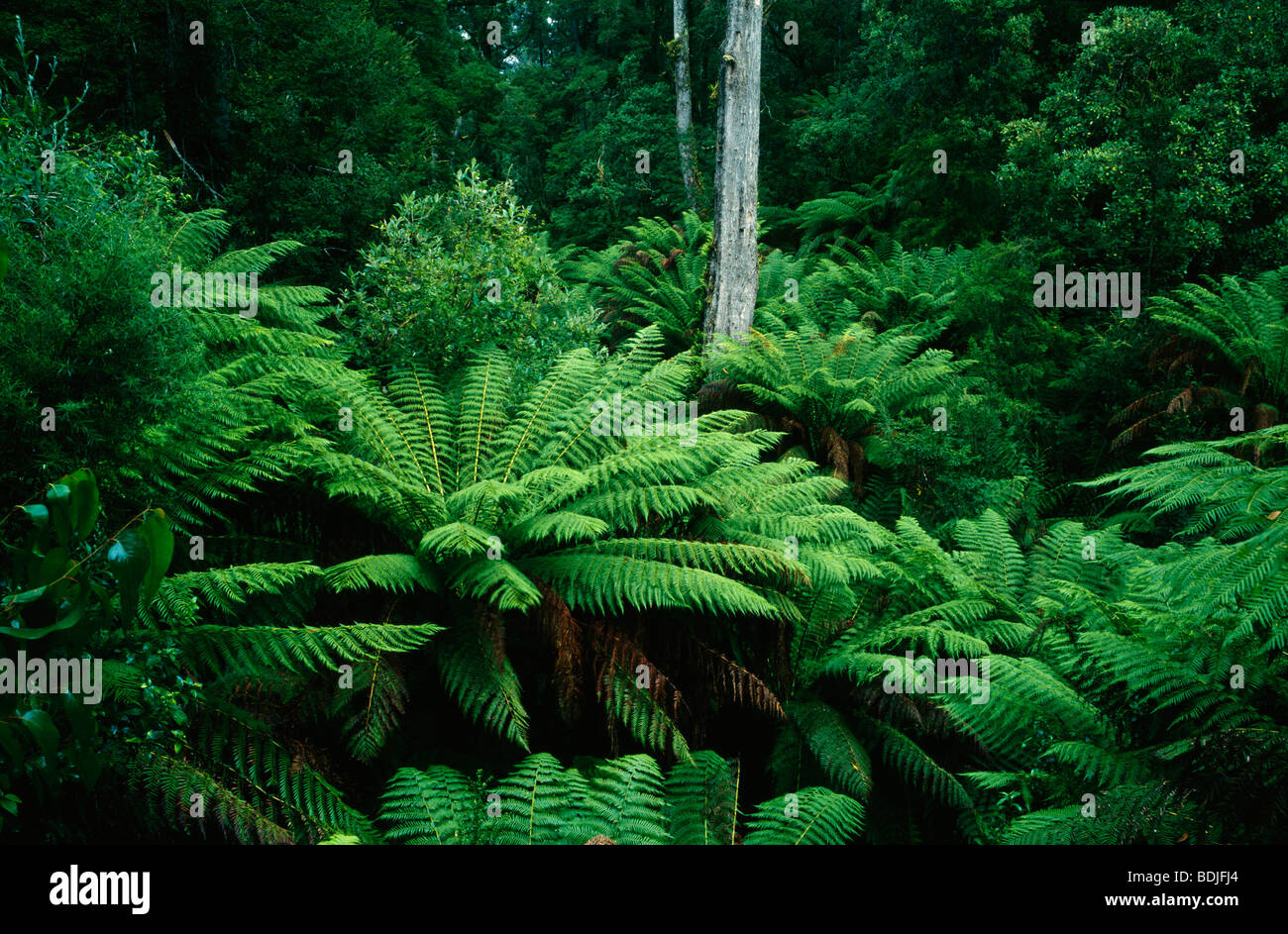 Cool Temperate Rainforest, Ferns, Australia Stock Photo - Alamy
