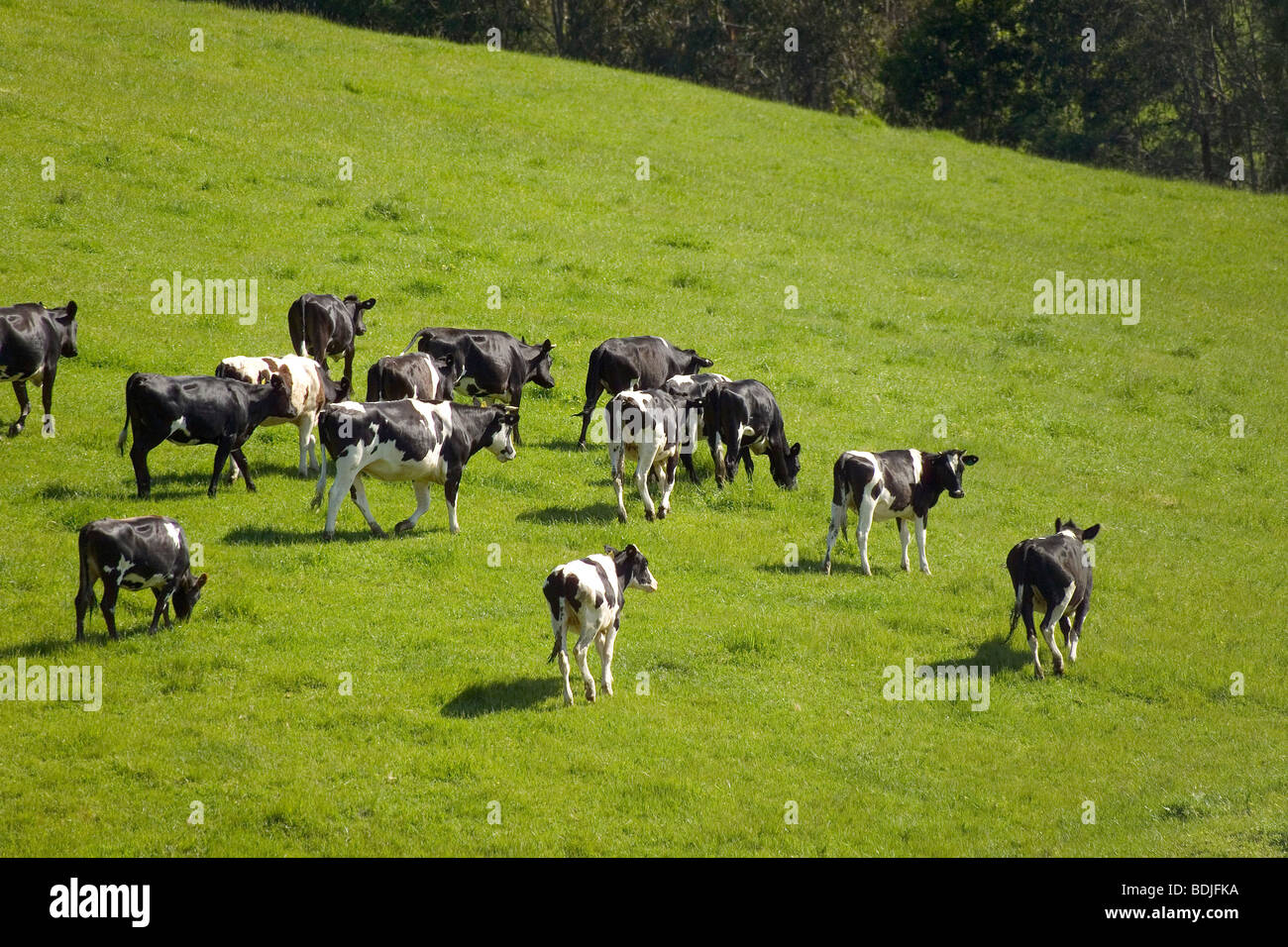Grazing West Dairy at Callum Winter-irving blog