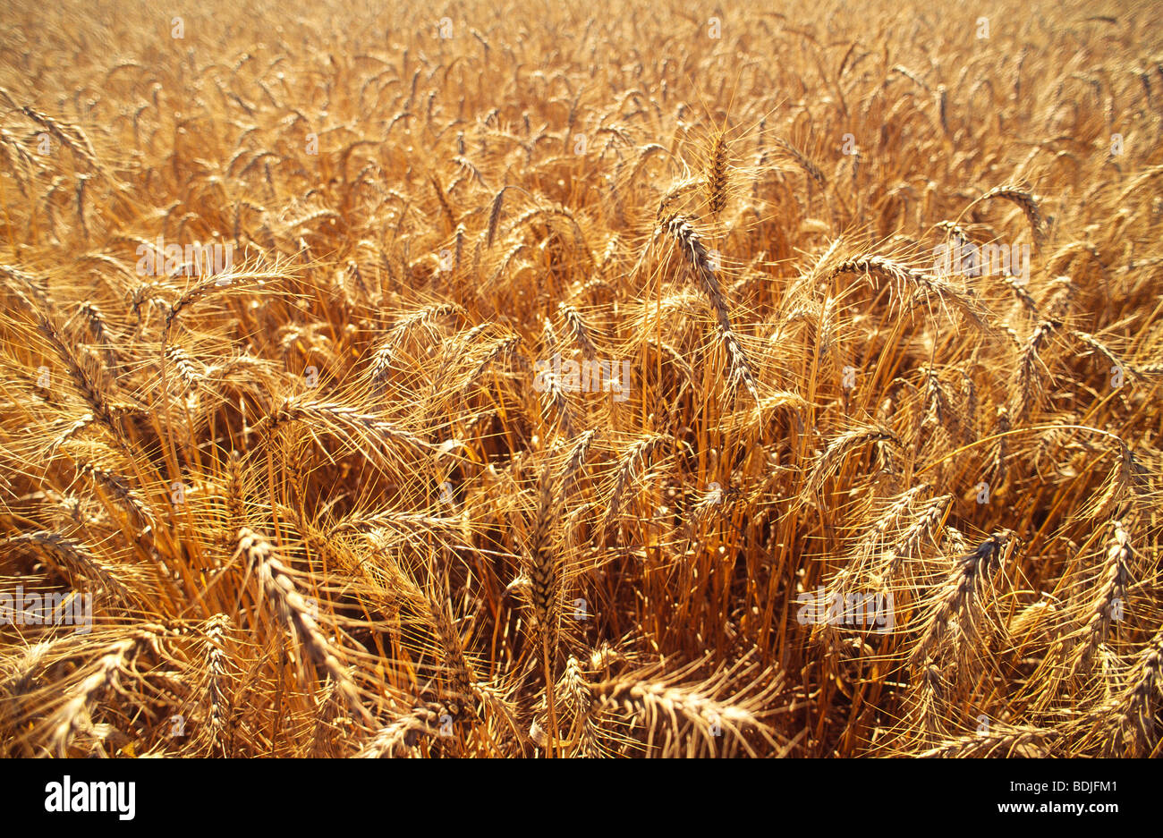 Australian wheat harvest hi-res stock photography and images - Alamy
