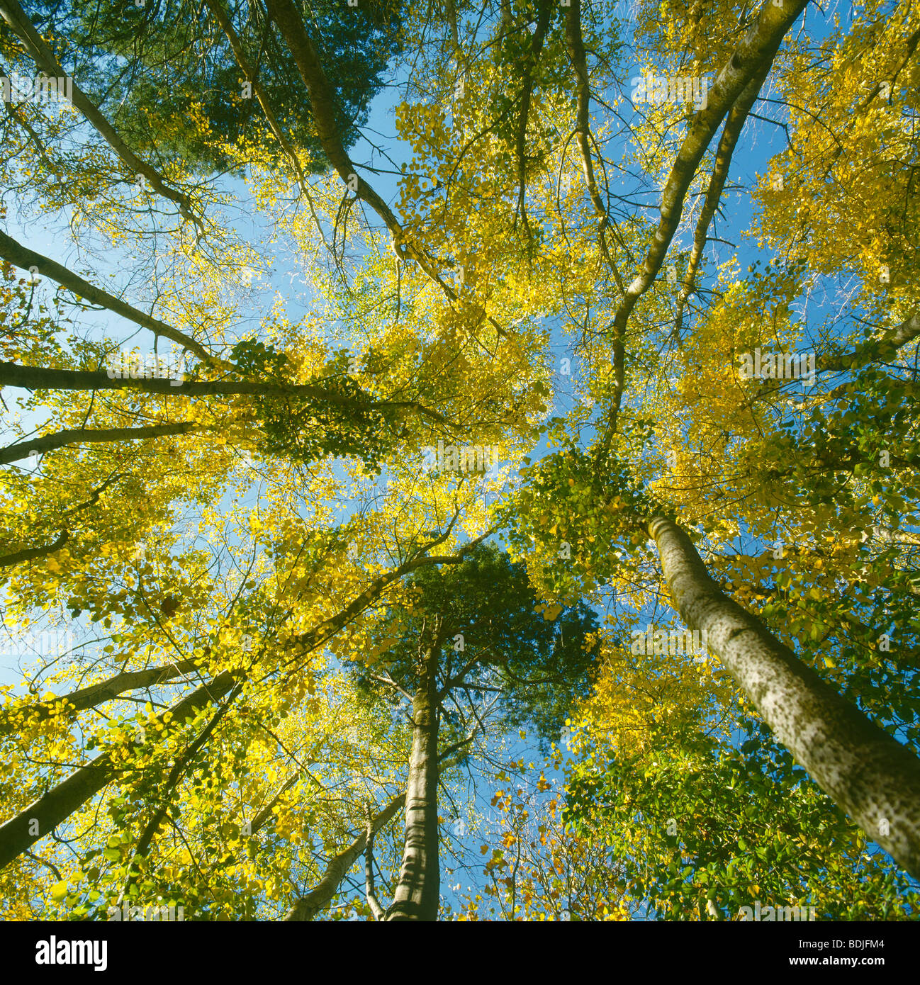 Forest, Tree Canopy, Autumn Stock Photo - Alamy