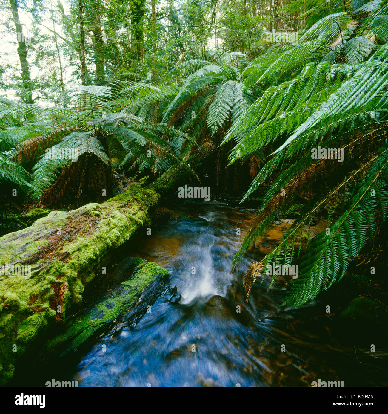 Rainforest with tree ferns hi-res stock photography and images - Alamy