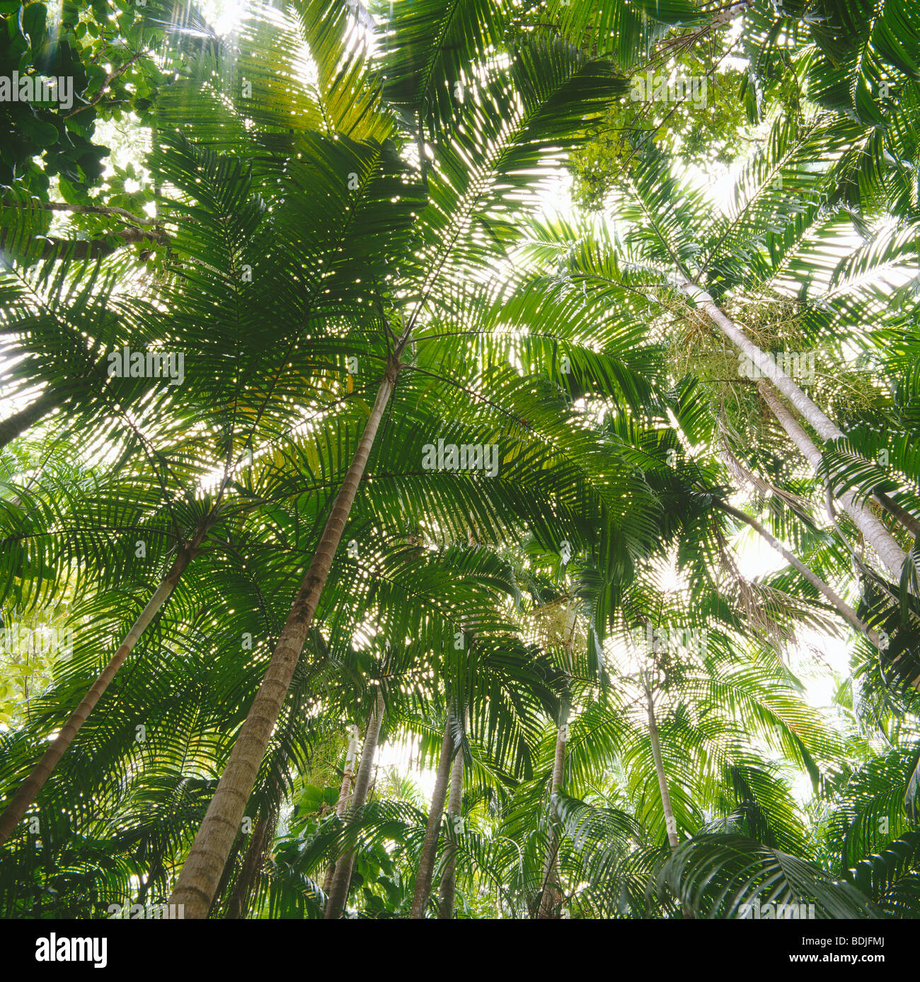 Rainforest Showing Forest Canopy Stock Photo - Alamy