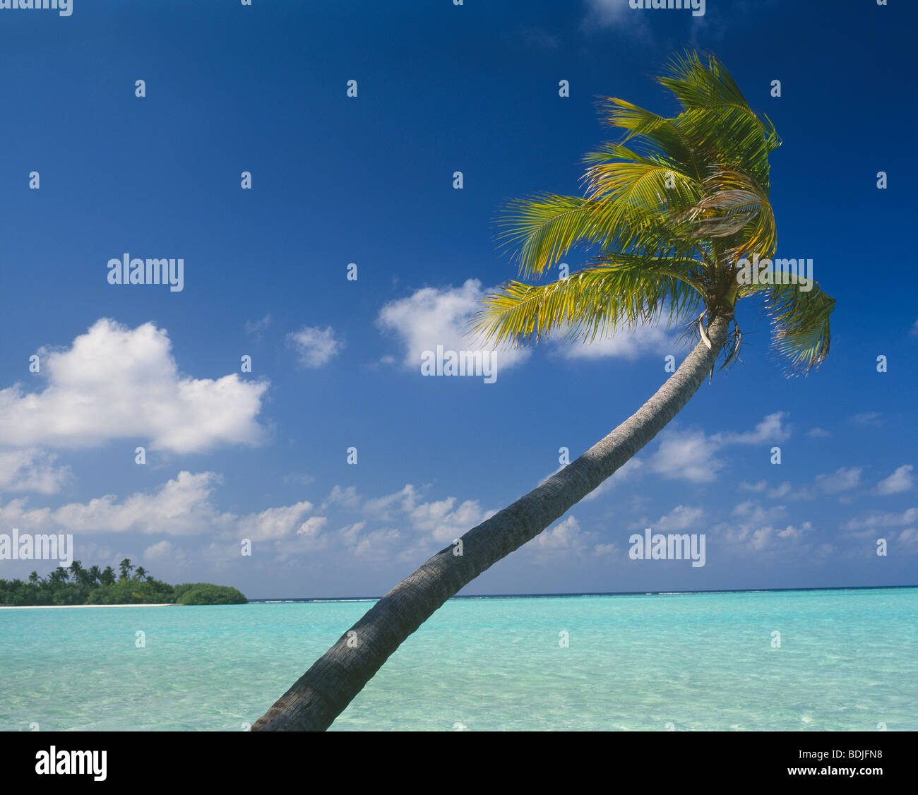 One tree island reef hi-res stock photography and images - Alamy