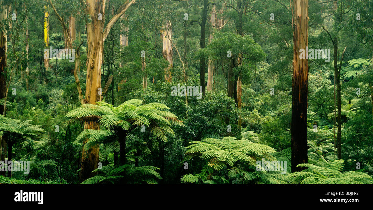 Sherbrook Forest, Cool Rainforest, Tree Ferns Among Gums, Australia ...