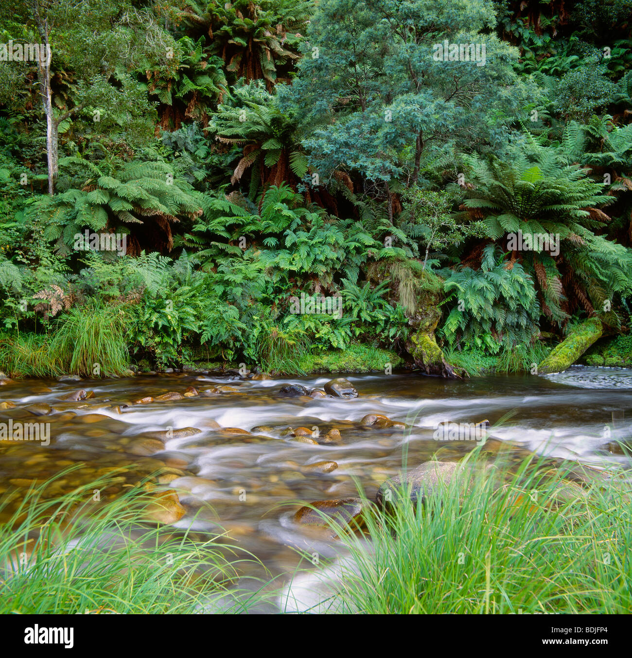 Tree ferns australia hi-res stock photography and images - Alamy