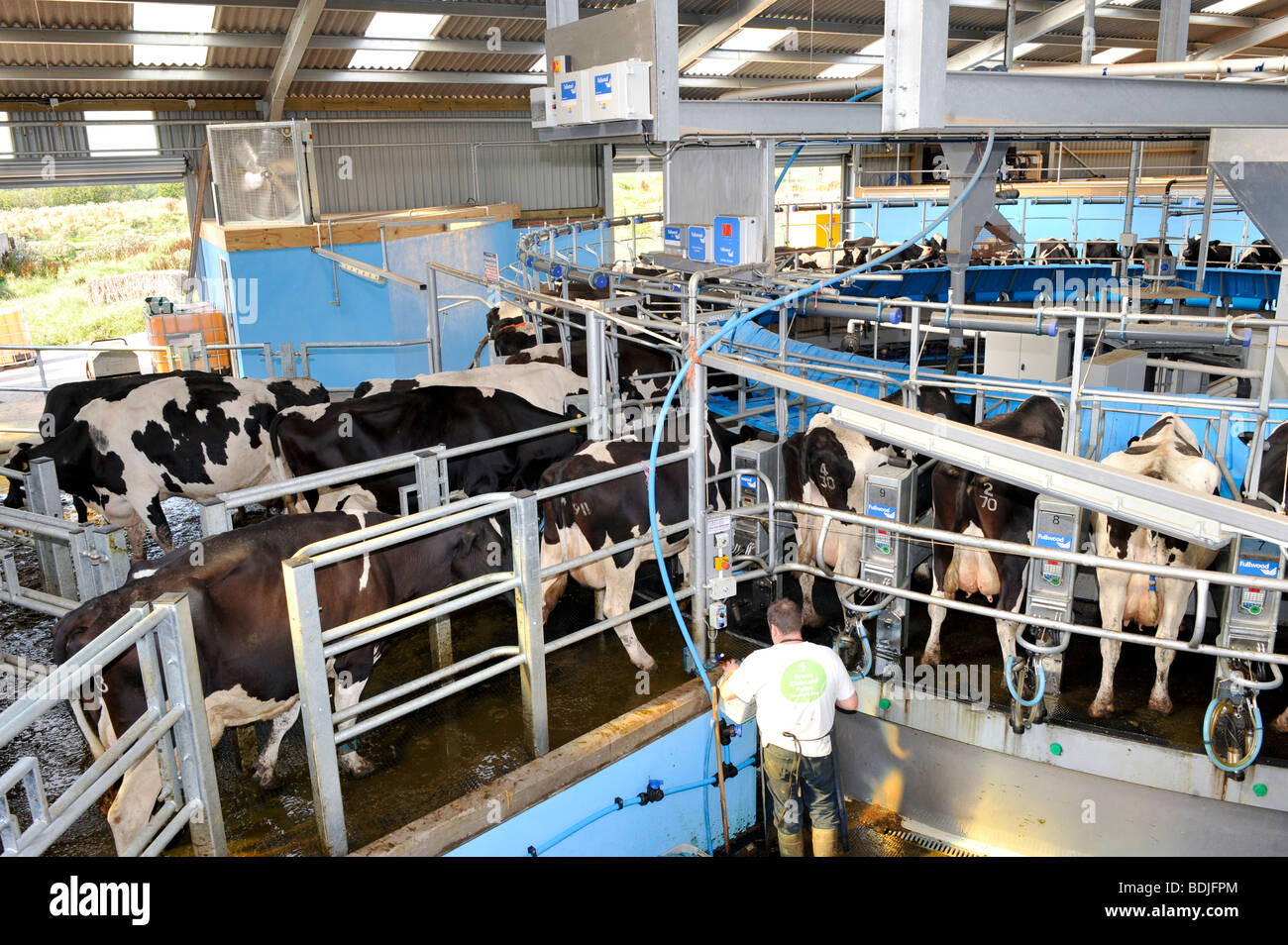 Holstein cattle walking onto a rotary parlor for milking. Cumbria Stock ...