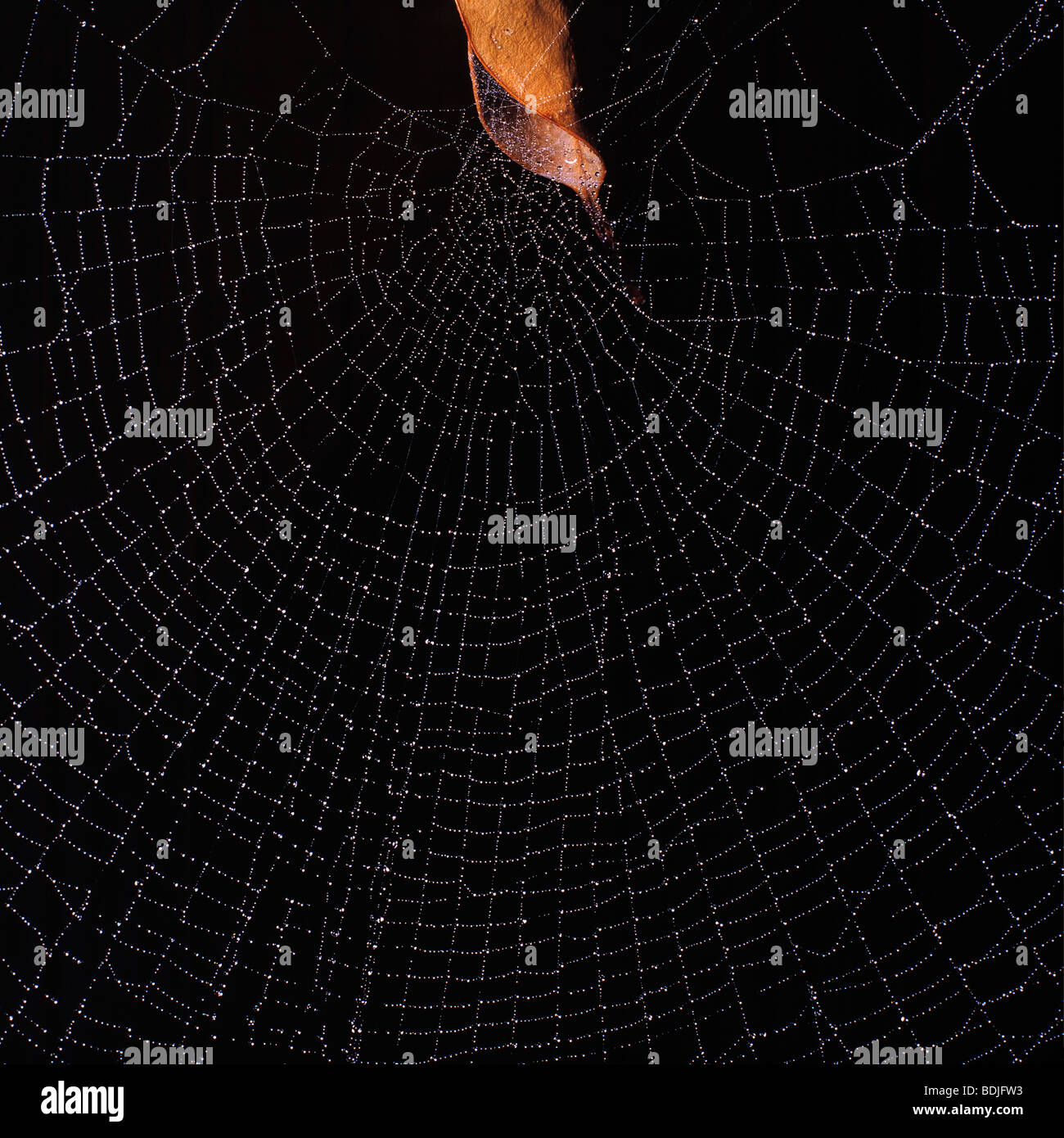 Cobweb dew without spider hi-res stock photography and images - Alamy