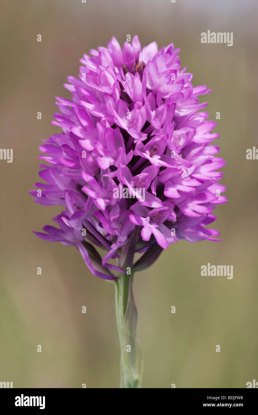 A close up of the flowering head of the Pyramidal Orchid Stock Photo ...