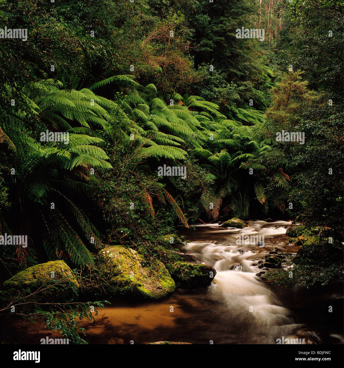 Rainforest, Ferns, River Stock Photo - Alamy