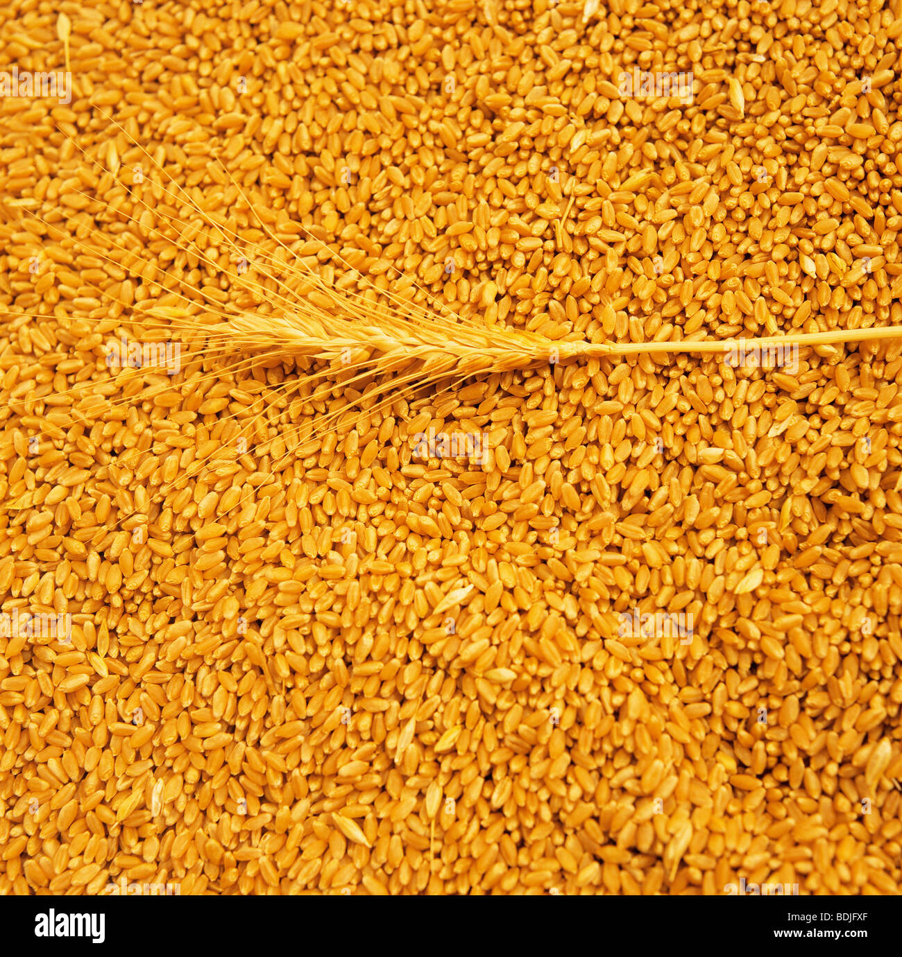 Stalk of Wheat Lying on Wheat Grains Stock Photo - Alamy