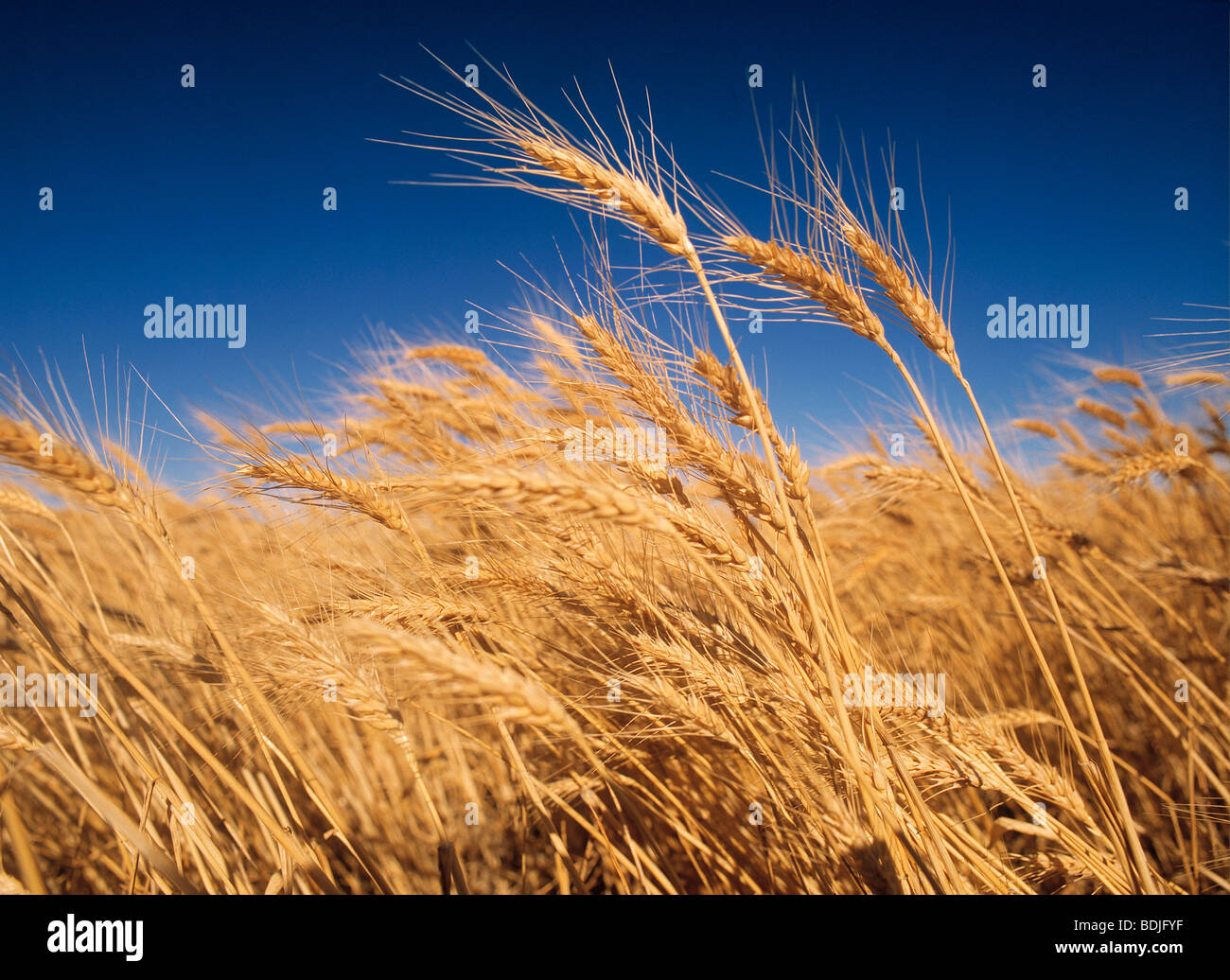 Wheat Crop Ready for Harvesting Stock Photo - Alamy