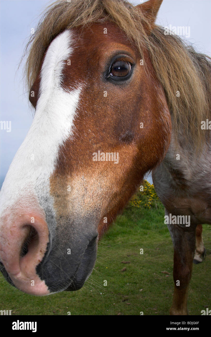 Pit pony hi-res stock photography and images - Alamy