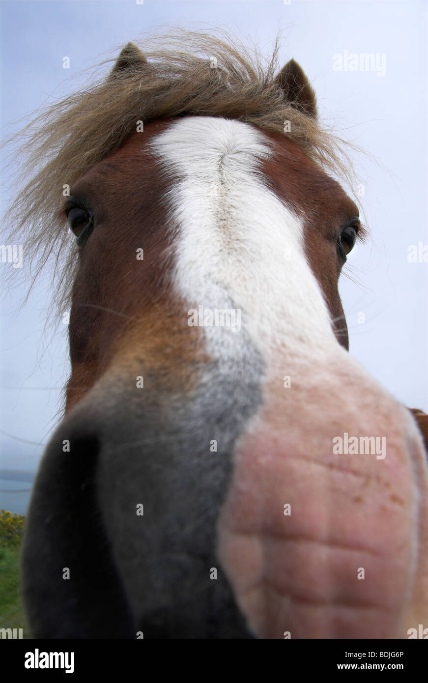 Pit pony hi-res stock photography and images - Alamy