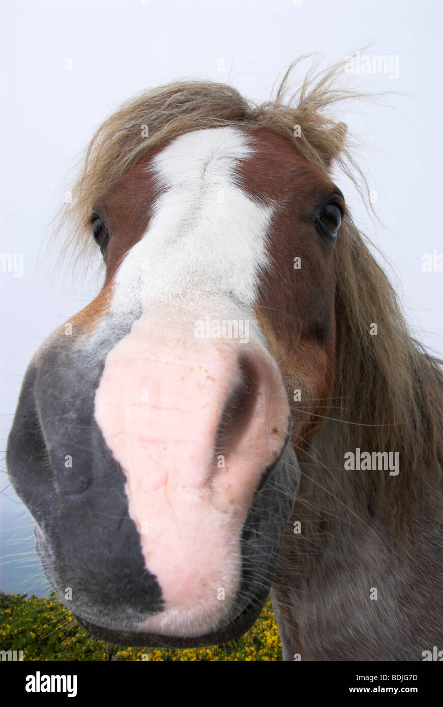 Pit pony hi-res stock photography and images - Alamy