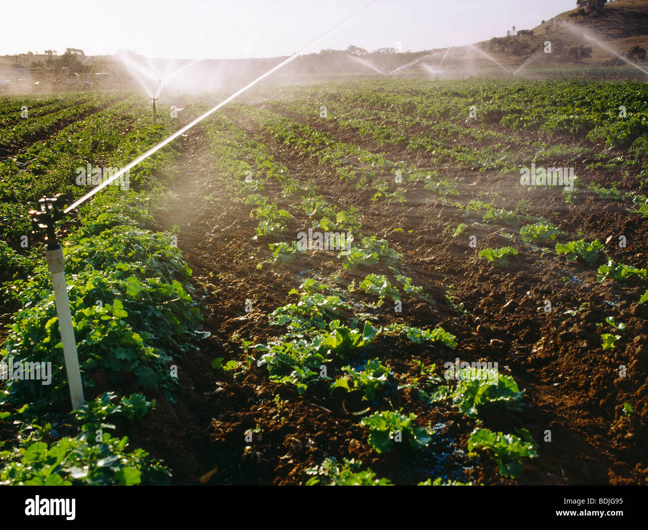 Spray Irritation, Market Garden, Lettuce Stock Photo - Alamy