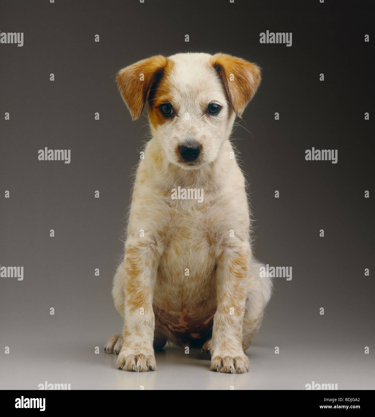 Dog, Puppy Sitting Stock Photo - Alamy