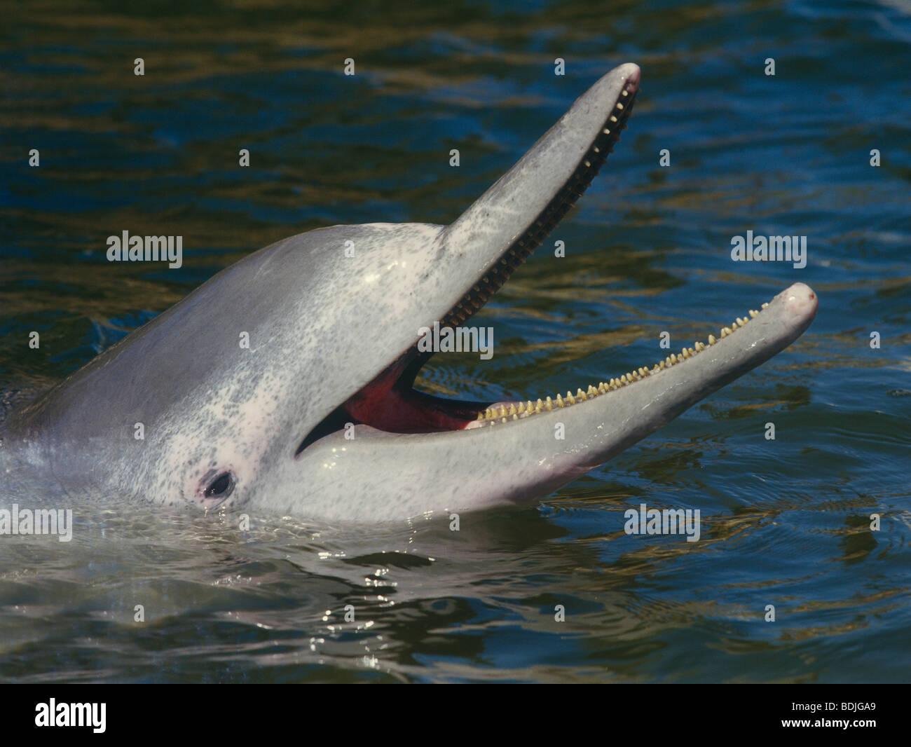 Dolphin close up fish underwater hi-res stock photography and images ...