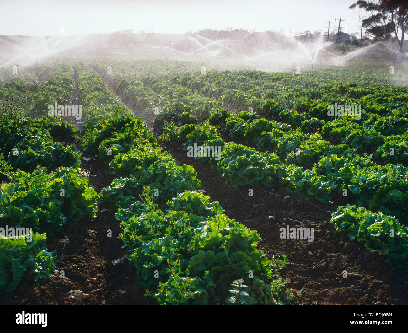 Market Garden, Lettuce Crop Stock Photo - Alamy