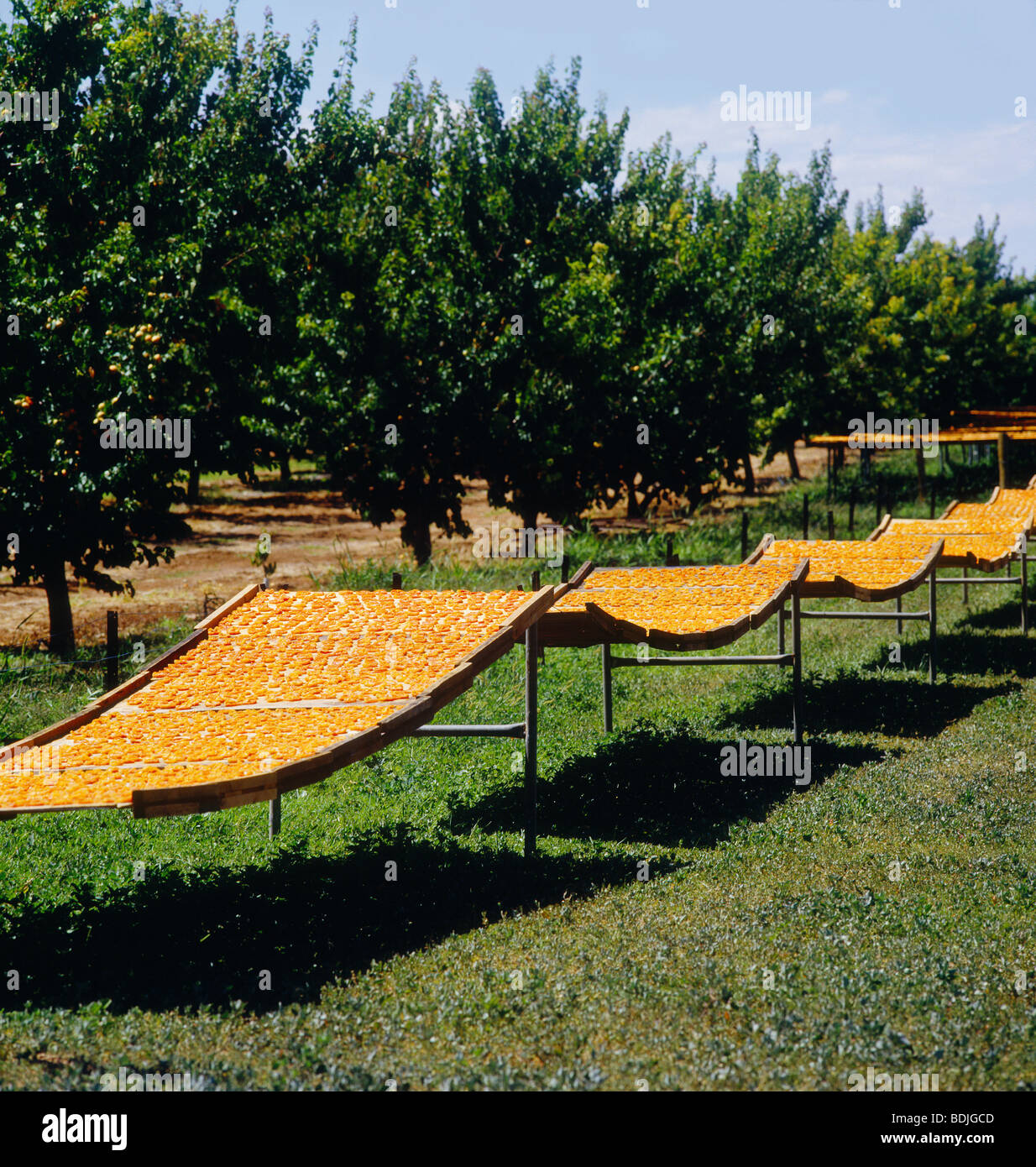 Fruit drying racks hi-res stock photography and images - Alamy