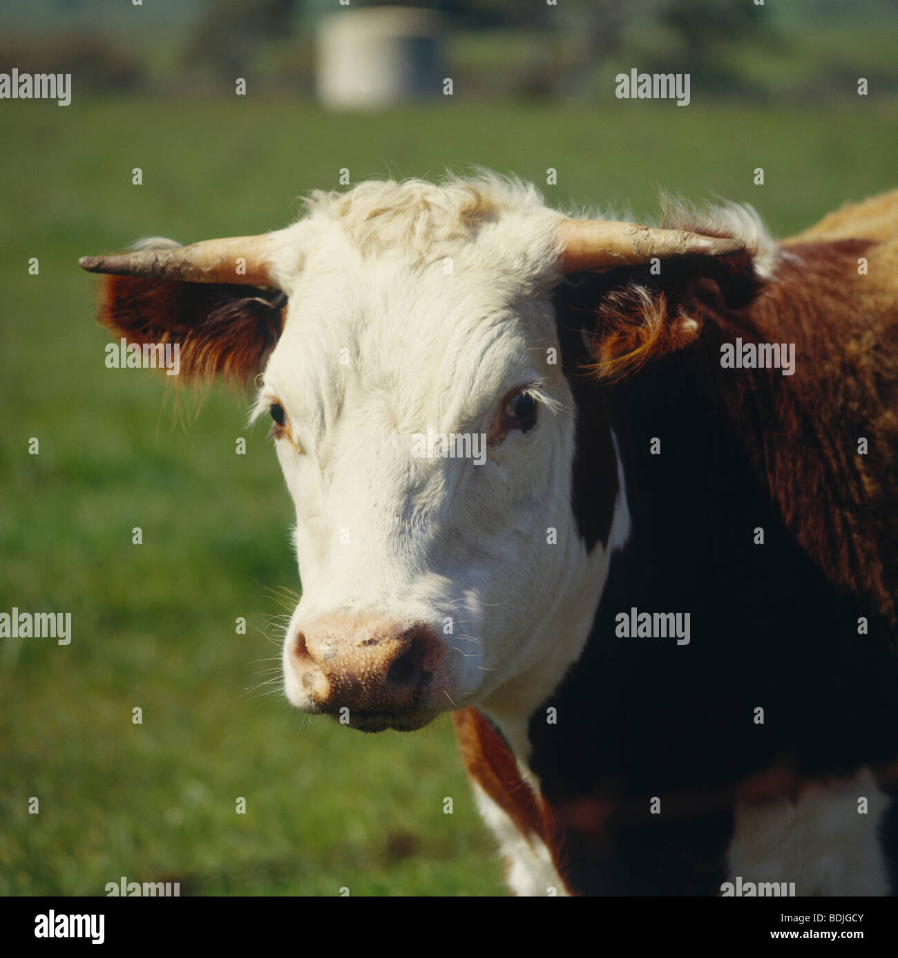 Beef Cattle, Hereford, Portrait Stock Photo - Alamy
