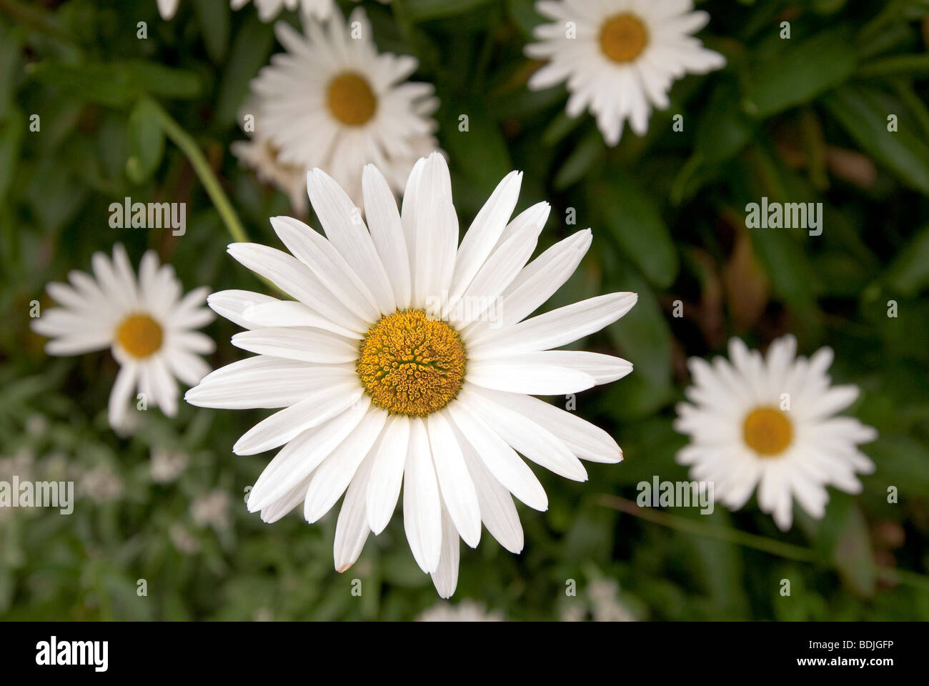 Daisy like flowers Stock Photo - Alamy