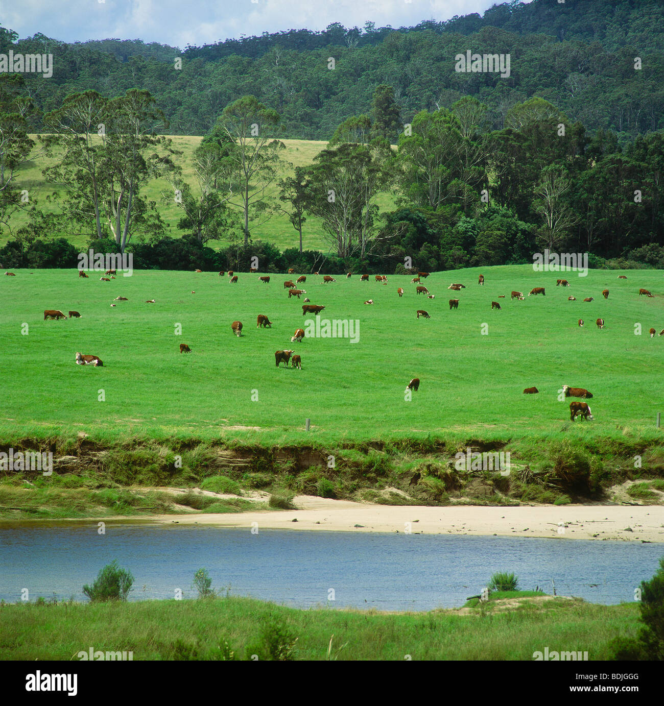 Farm dam cattle grazing hi-res stock photography and images - Alamy