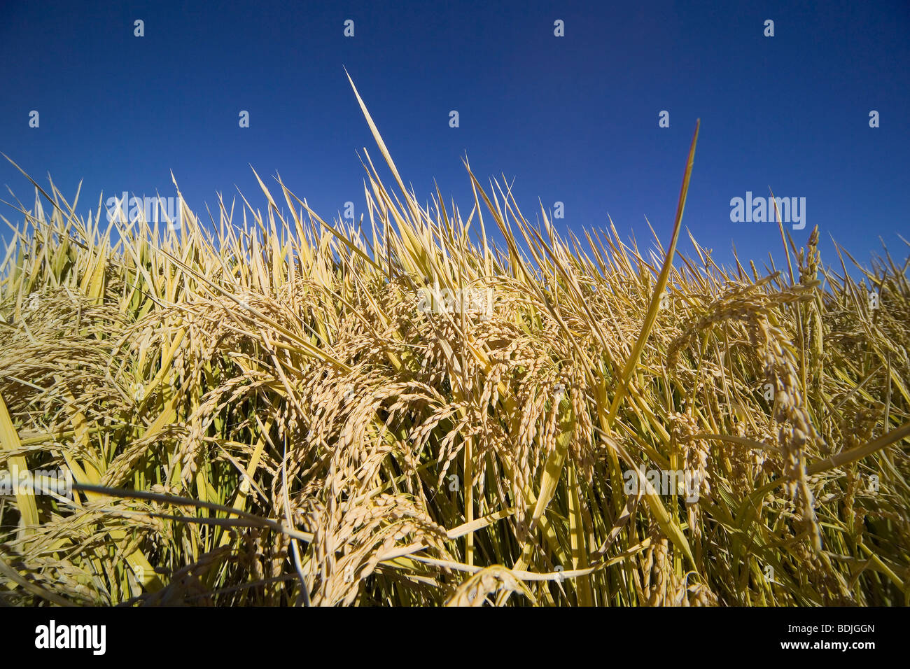 Rice Crop Ready for Harvest, Australia Stock Photo - Alamy