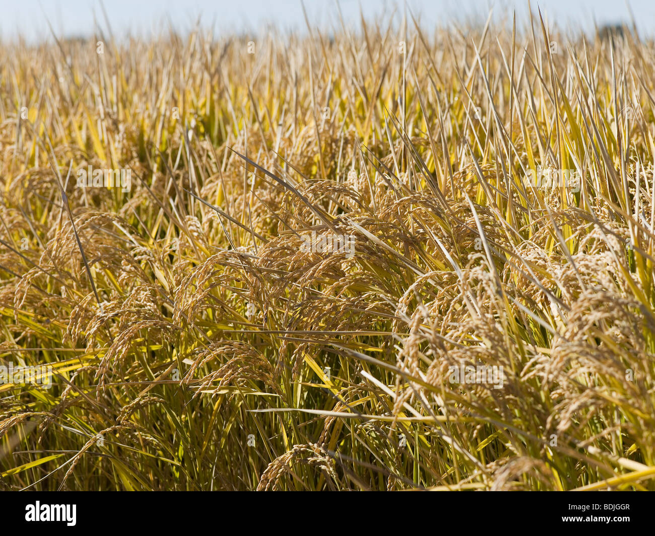 Images of rice crop hi-res stock photography and images - Alamy